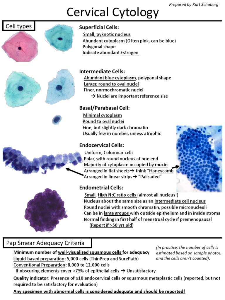 Cell Types: Superficial Cells | PDF | Cervical Cancer | Medical Specialties