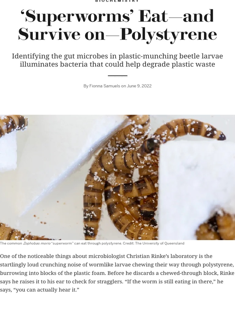 'Superworms' Eat - and Survive On - Polystyrene - Scientific American ...