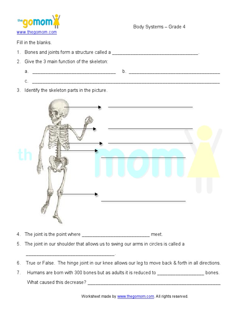 Body Systems Worksheet Grade 4 | PDF | Digestion | Human Digestive System