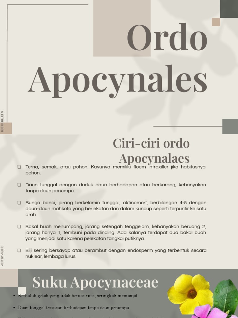 Ordo Apocynales | PDF