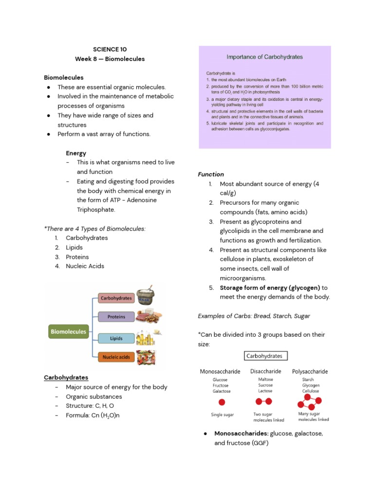 Understanding Biomolecules in Science 10 | PDF | Polysaccharide | Glucose
