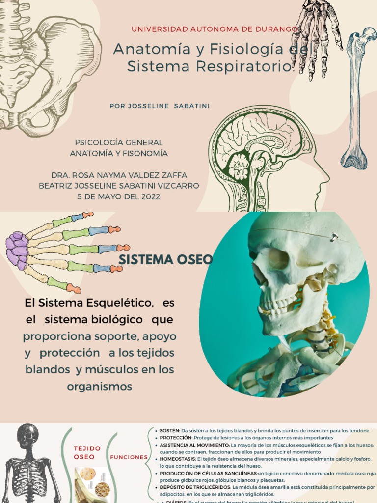 Presentacion Anatomia Humana Medicina Con Diagramas | PDF | Sistema ...