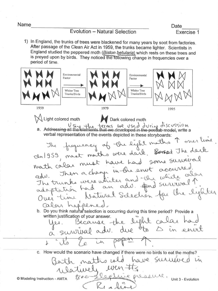 Natural Selection Packet Key | PDF