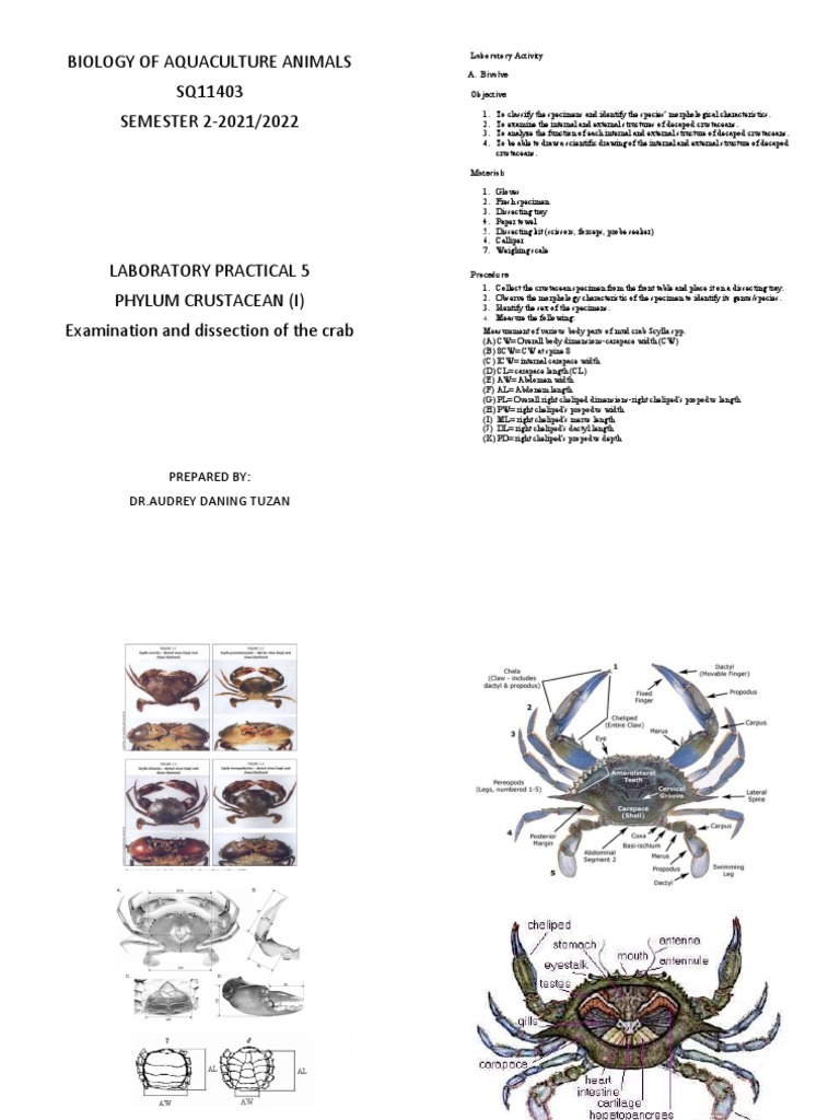 SQ11403 - Crabs (Lab Practical Instruction) | PDF | Crab | Crustacean