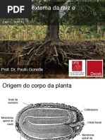 Raízes Adventícias: Exemplos e Funções | PDF | Raiz | Morfologia vegetal
