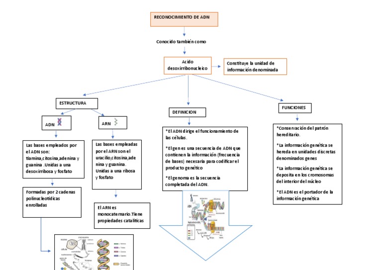 Mapa ADN | PDF | Adn | Genética
