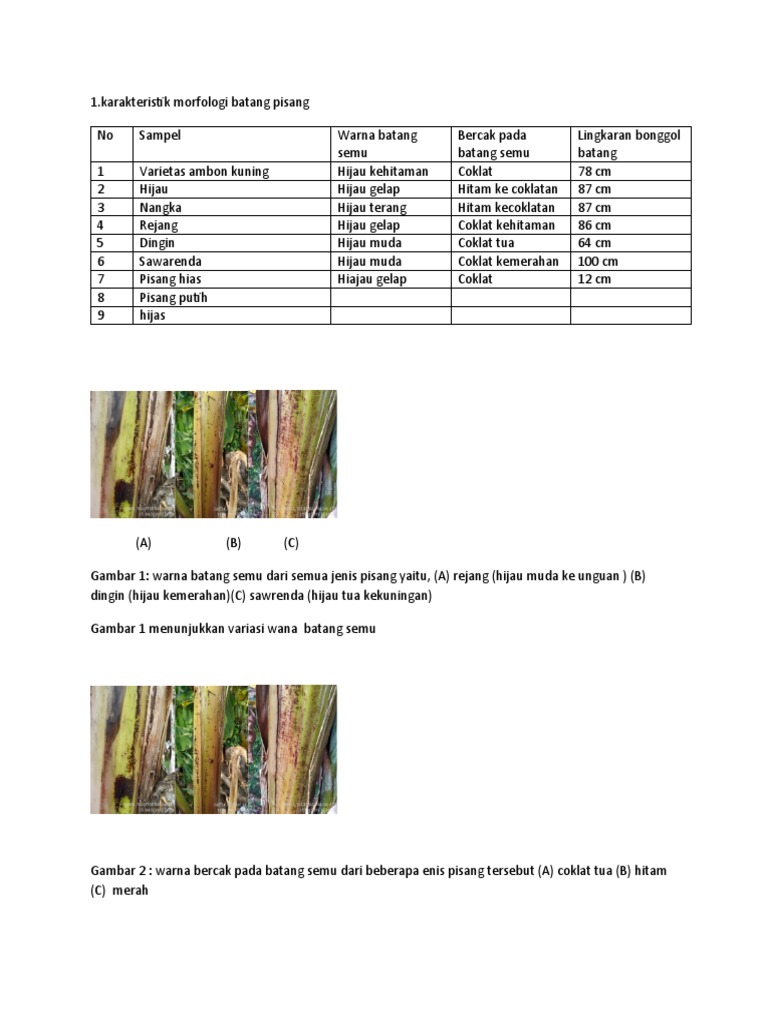 Morfologi Pisang Ambon Curup | PDF