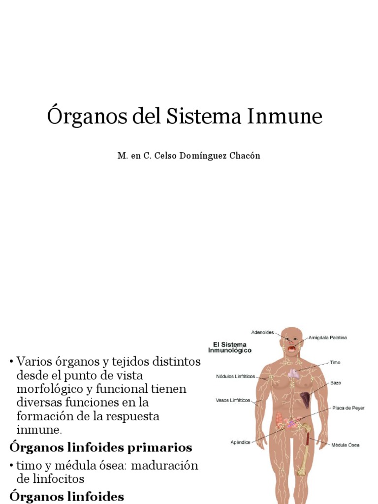 Órganos Del Sistema Inmune | PDF | Sistema linfático | Bazo