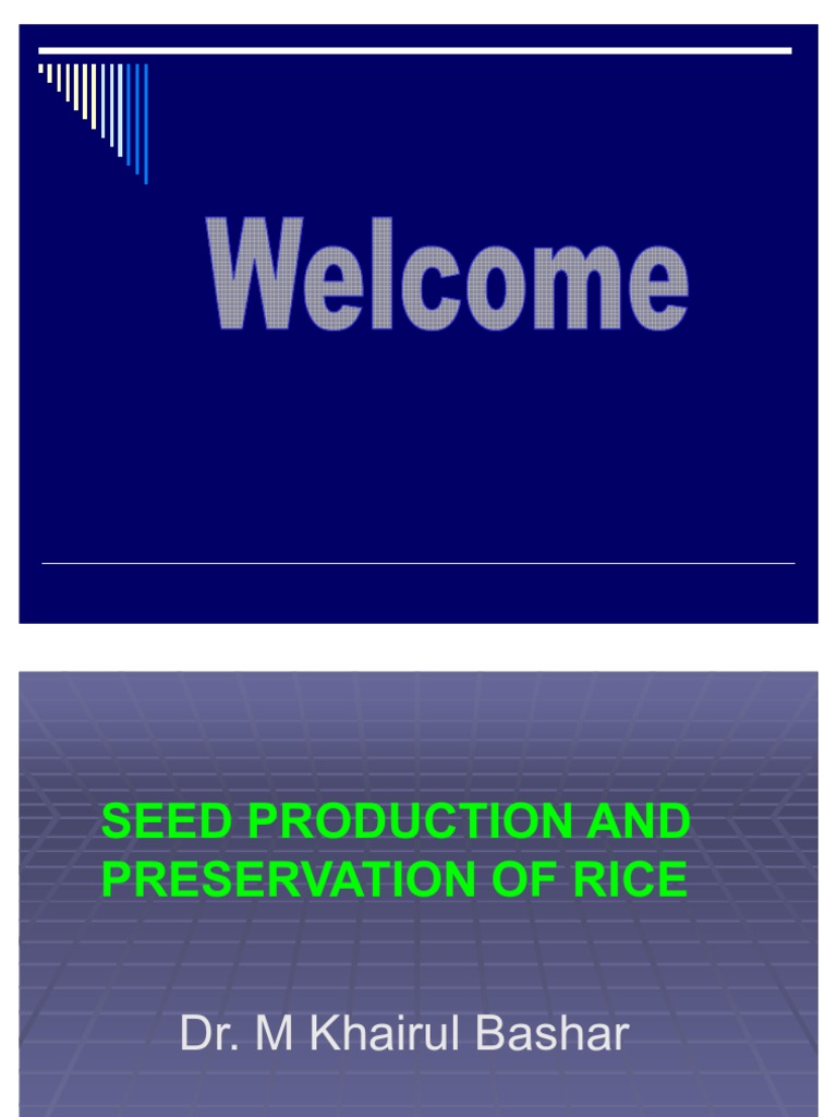 Breeder Seed Production | PDF | Seed | Rice
