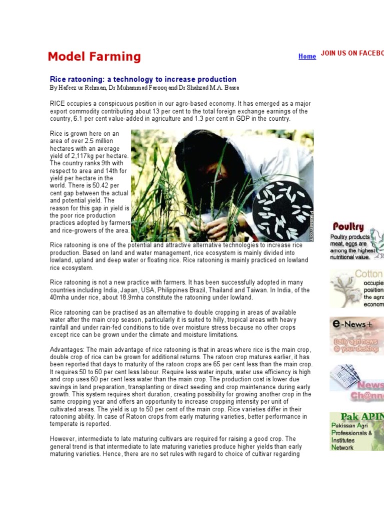 Model Farming: Rice Ratooning: A Technology To Increase Production ...