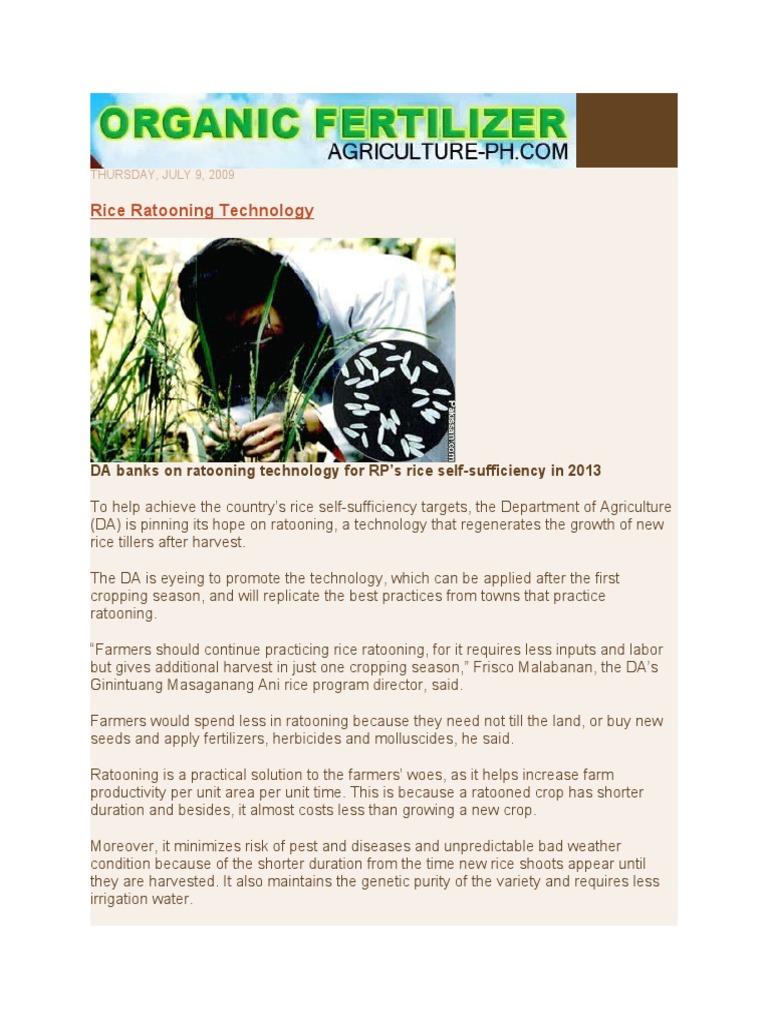 Rice Ratooning Technology: DA Banks On Ratooning Technology For RP's ...