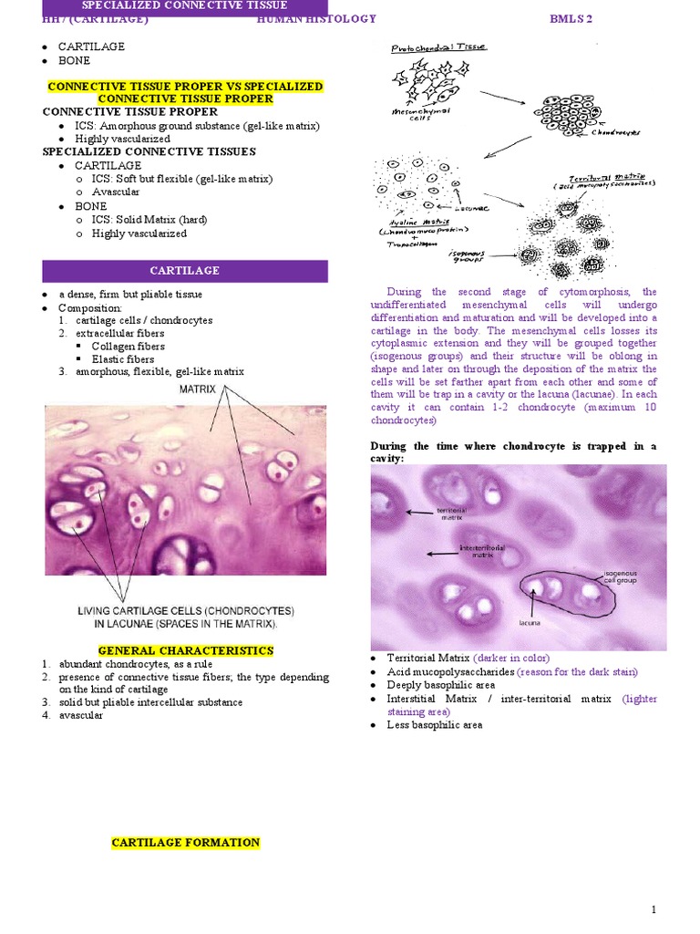 Human Histology 7 Cartilage | PDF | Cartilage | Extracellular Matrix