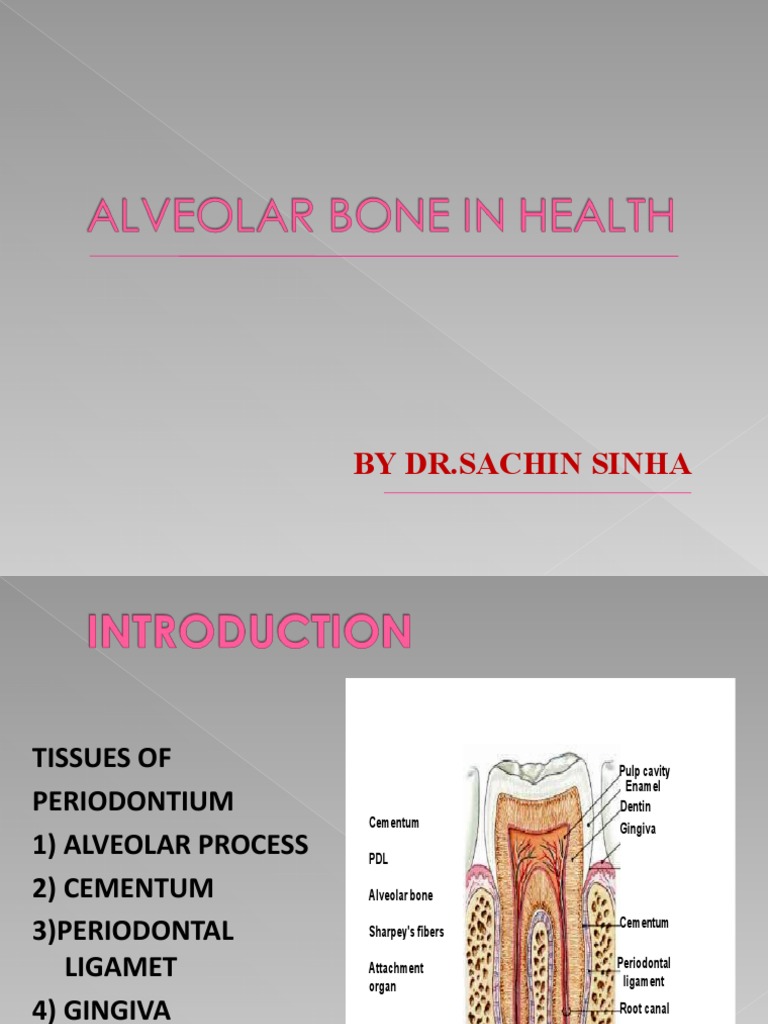 ALVEOLAR BONE IN HEALTH | PDF | Bone | Osteoblast