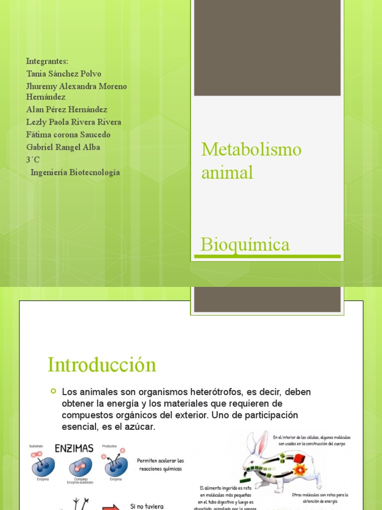 Metabolismo de La Célula Animal | PDF | Digestión | Metabolismo