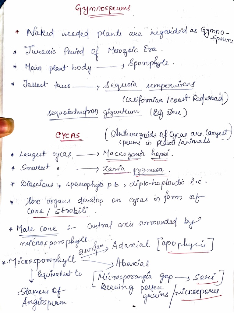 Gymnosperms Cycas Pinus | PDF | Branches Of Botany | Plant Morphology