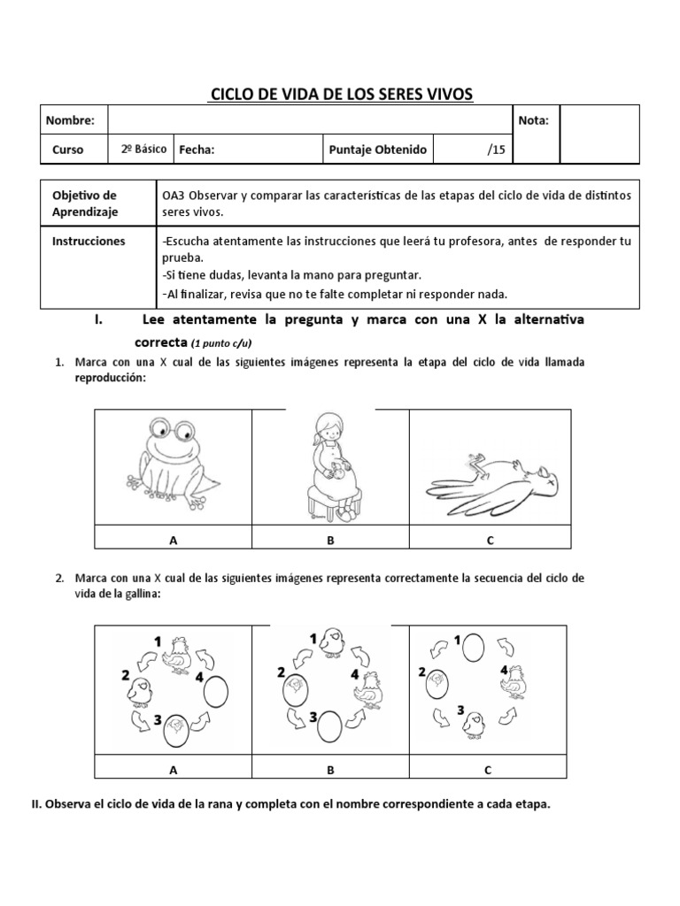 Ciclo de Vida de Seres Vivos para 2º Básico | PDF