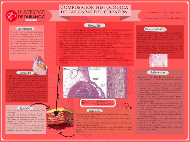 Estructura Histológica de Las Capas Del Corazón | PDF | Músculo ...