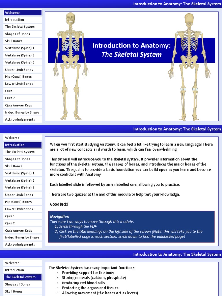 Introduction To Anatomy:: The Skeletal System | PDF | Vertebral Column ...