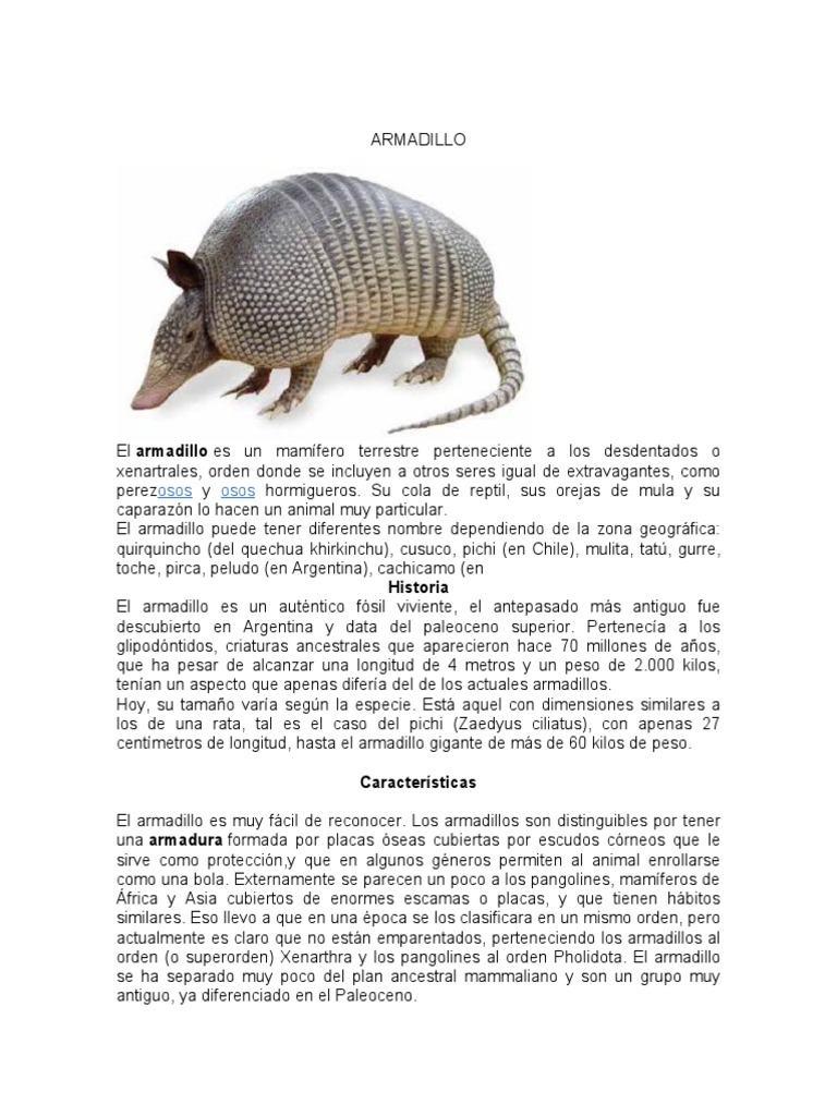 ARMADILLO | PDF