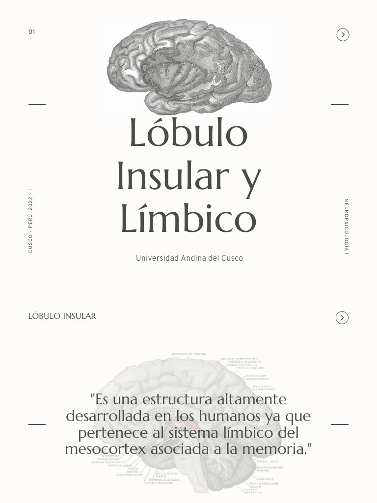 Resumen Sobre El Lóbulo Insular y Límbico | PDF | Corteza Insular | Las ...