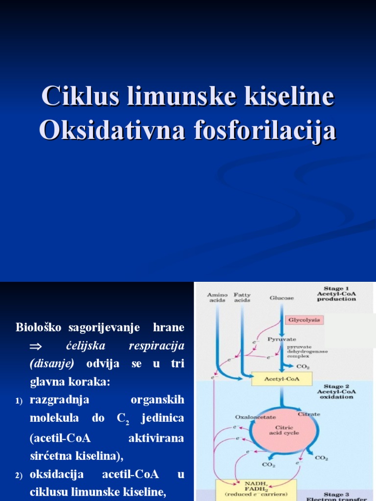 Biohemija CLK 2 | PDF