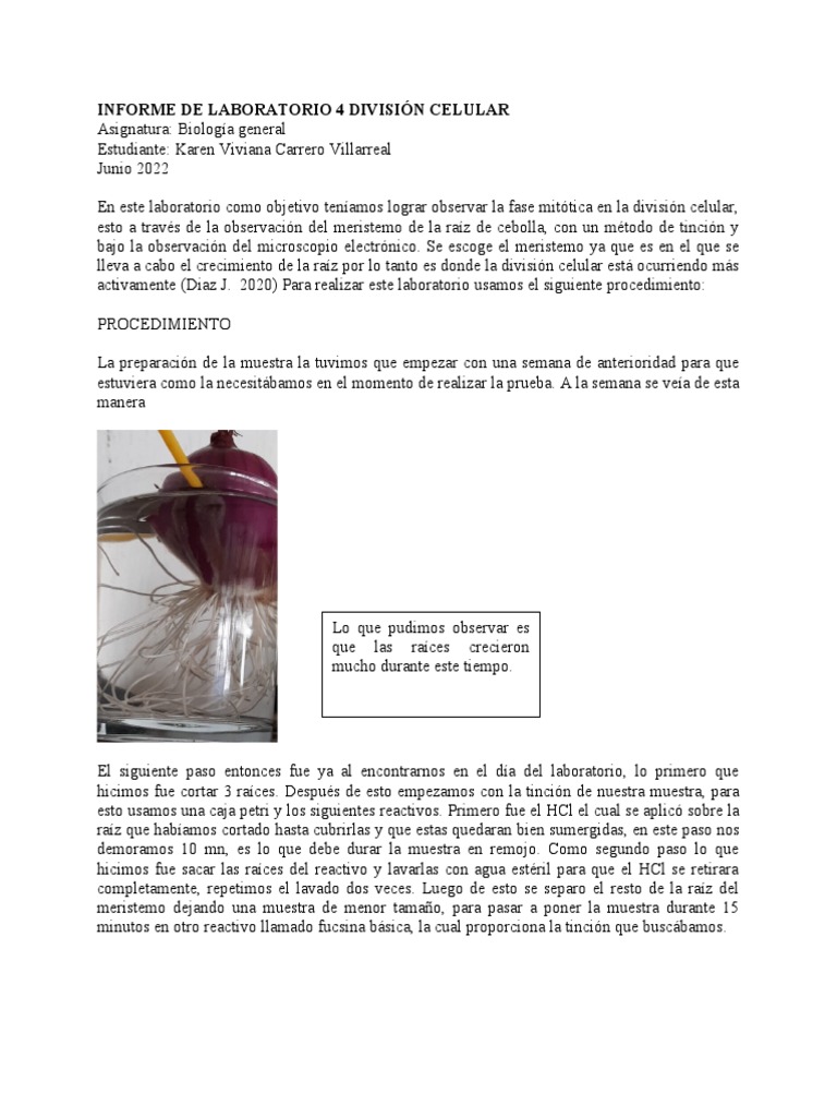 Informe de Laboratorio 4 | PDF | Mitosis | Laboratorios