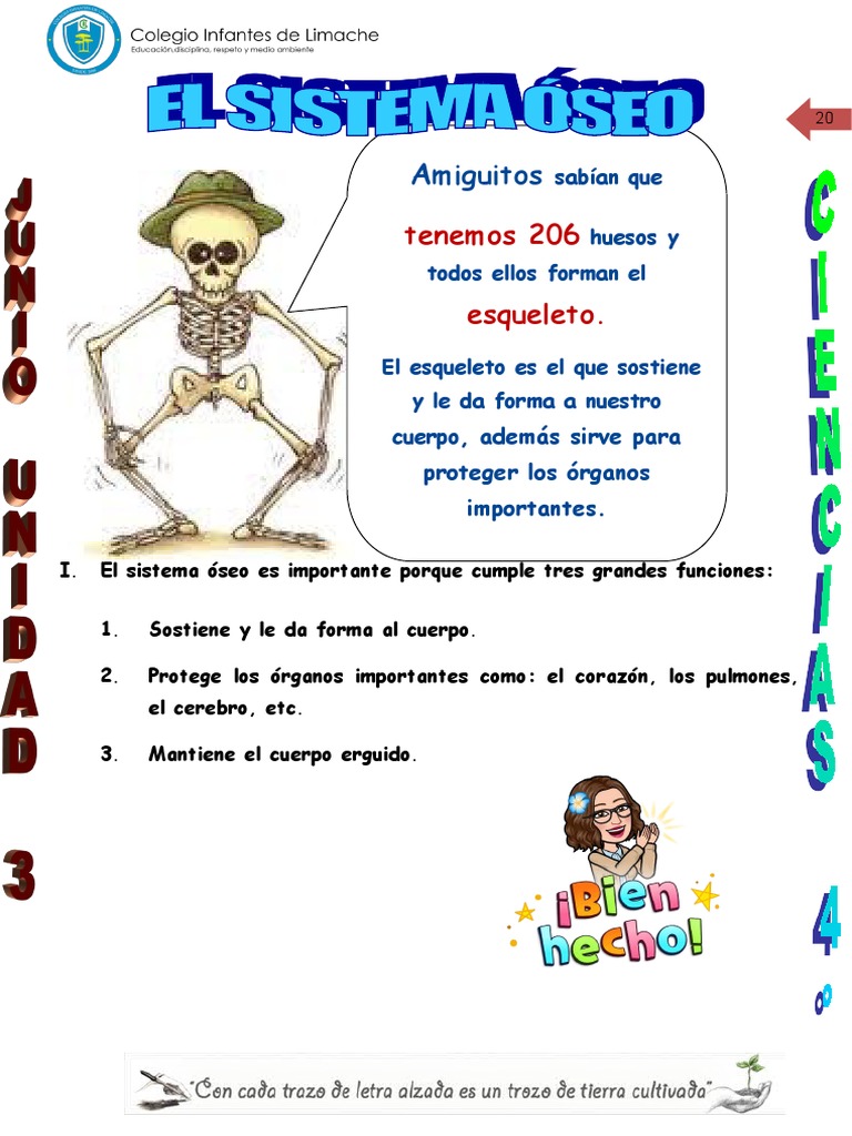El Sistema óseo Para 4 Grado De Primaria Pdf Tórax Esqueleto
