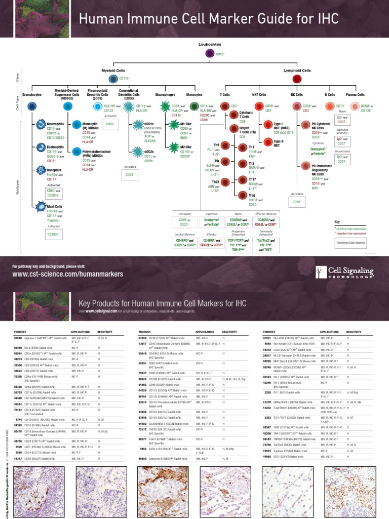 21 Emg 43318 Human Immune Cell Marker Guide For Ihc Digital | PDF ...