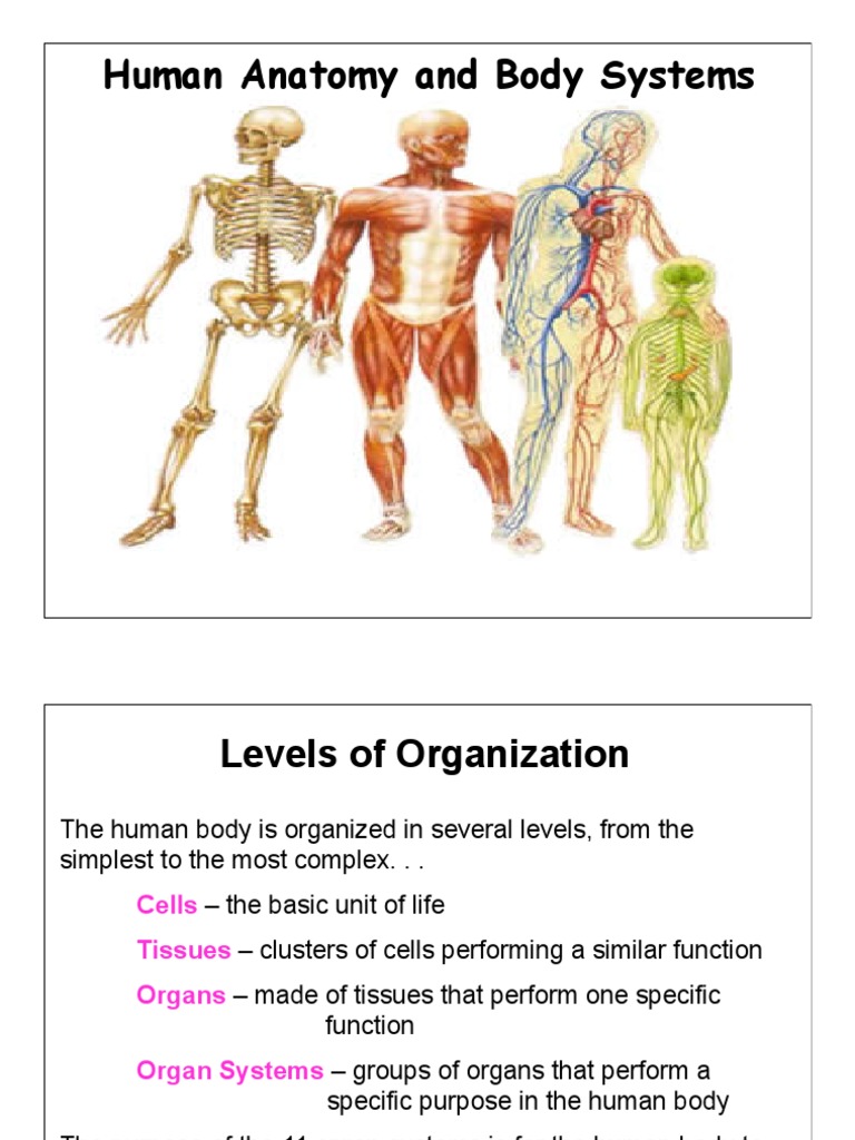 What Are The 11 Systems Of The Human Body And Their Human Systems