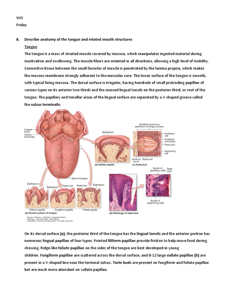 (Jumat) WO & LO SSS Week 5 Felicia Lidya 01071180081 | PDF | Human ...