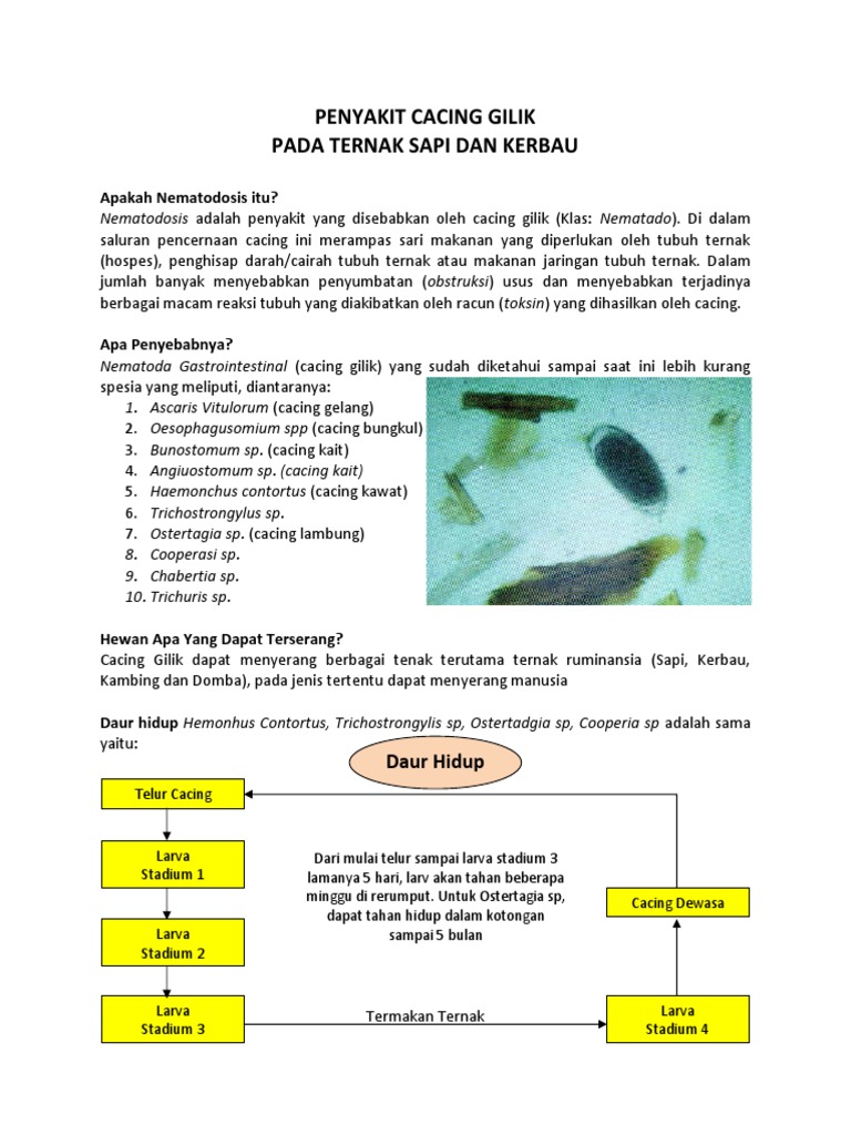 Penyakit Cacing Gilik | PDF