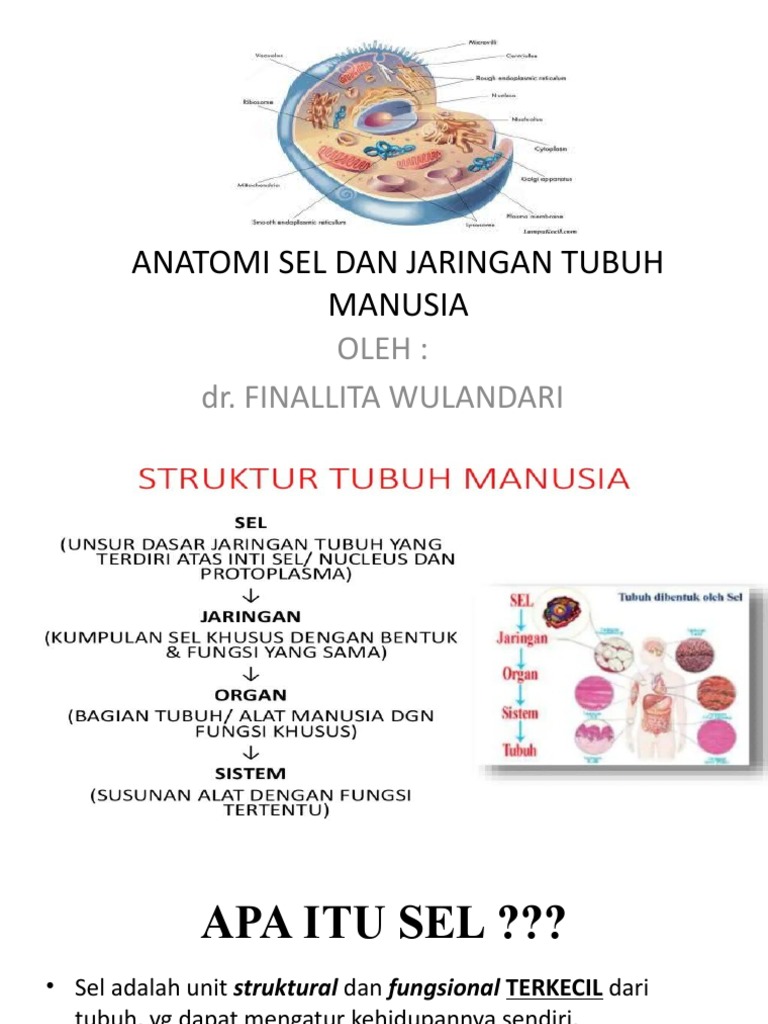 Dasar Anatomi dan Fisiologi Sel | PDF