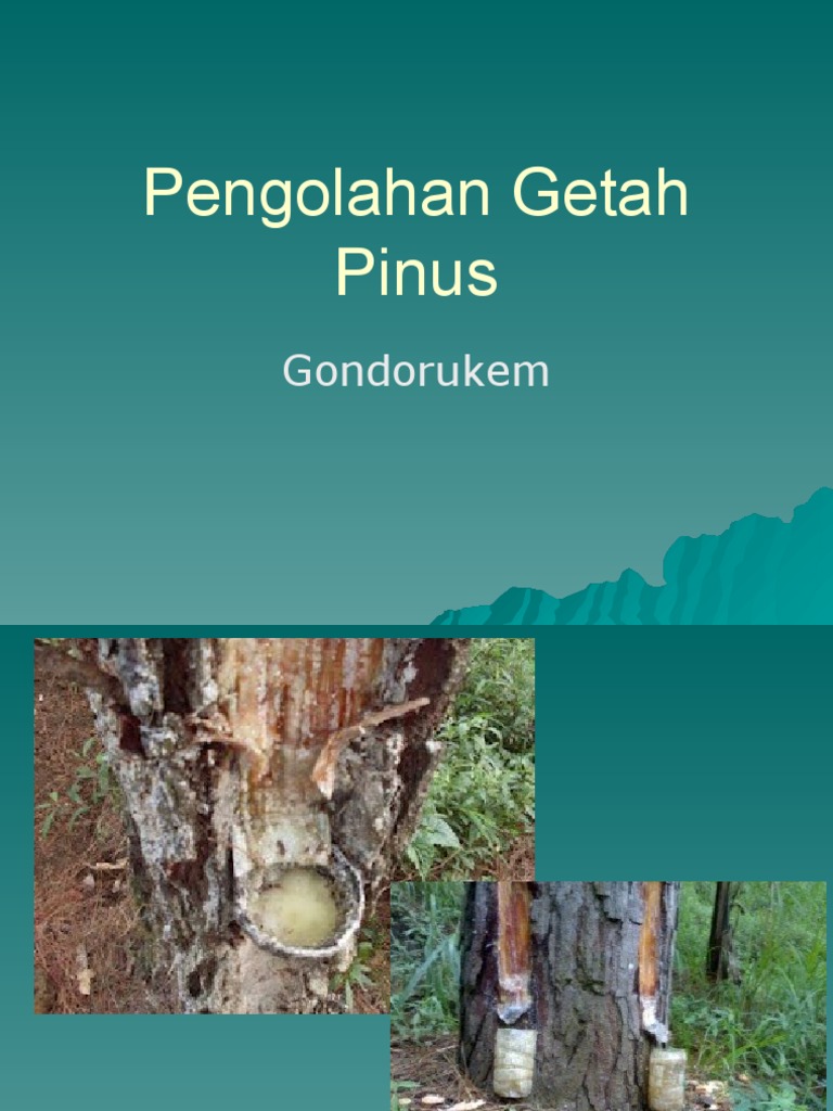 Kuliah 4 Pengolahan Getah Pinus | PDF | Memasak, Makanan, & Anggur ...