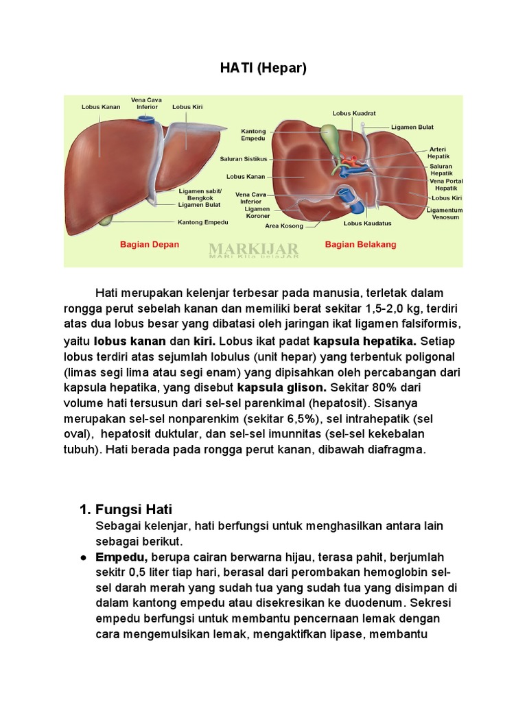 Fungsi dan Struktur Hati | PDF