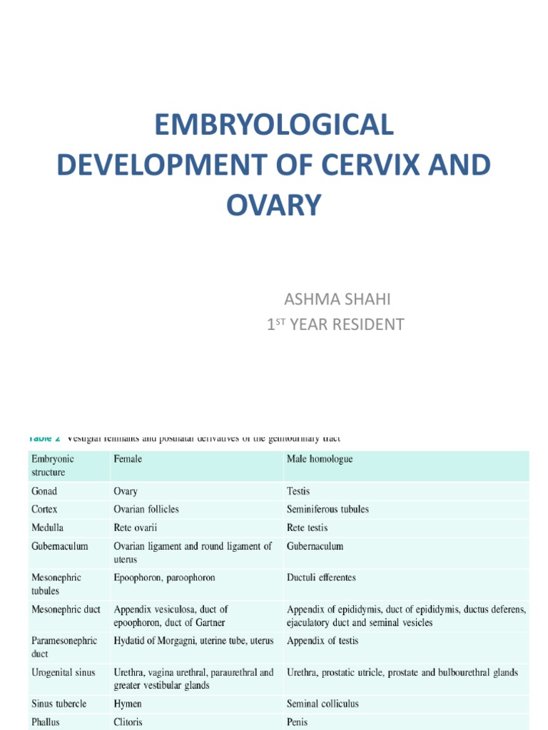 Embryological Development of Cervix & Ovary | PDF | Ovary | Anatomy