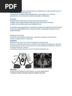 Anatomia Del Ano | PDF