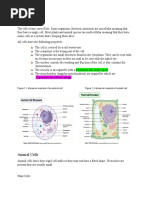 ACTIVITY Protist Dichotomous Key Activity | PDF | Biology | Cell Anatomy