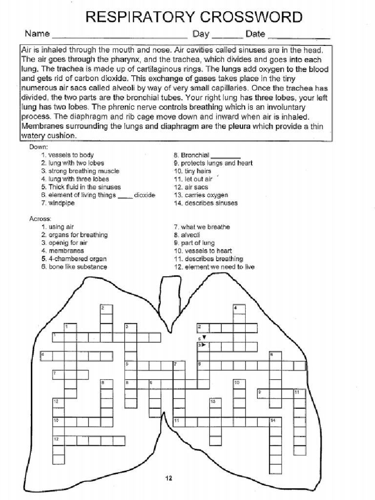 Crossword Puzzle - Respiratory System | PDF