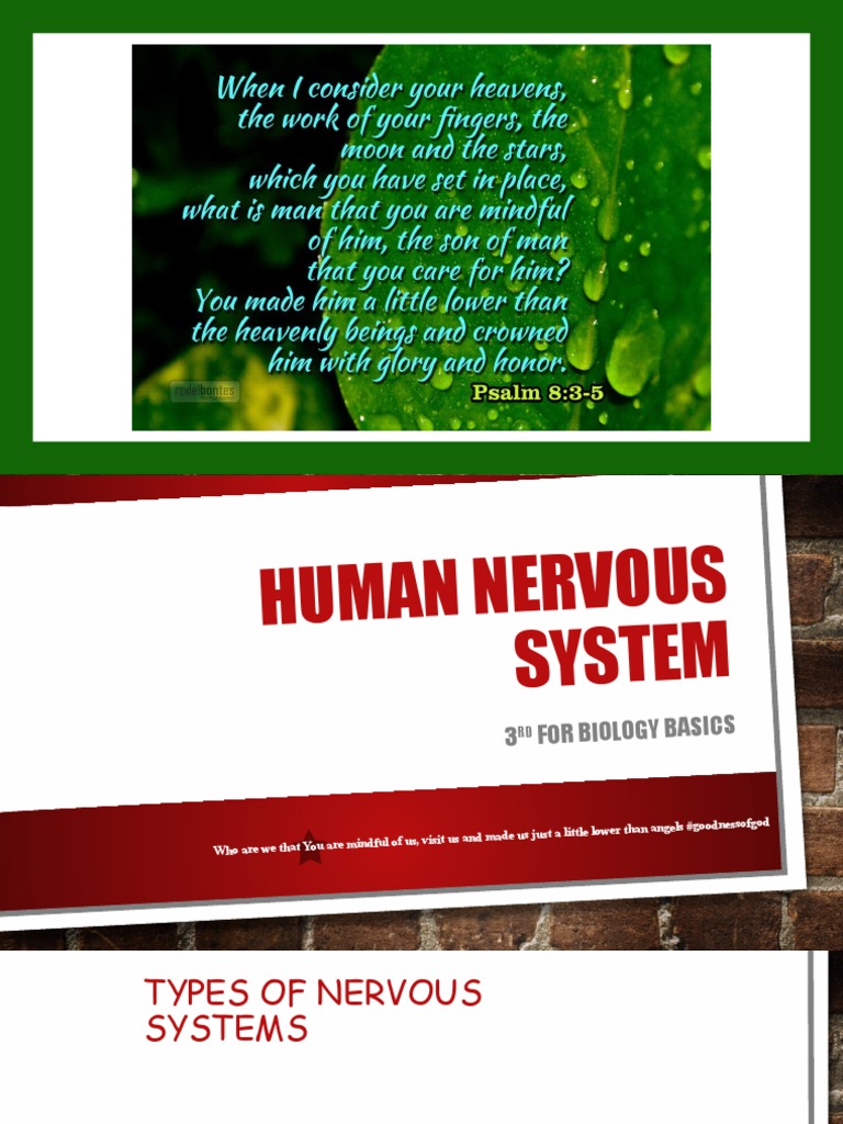 Human Nervous System Basics | PDF | Central Nervous System | Nervous System