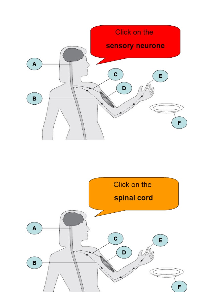 Reflex Arc Interactive Labelling | PDF