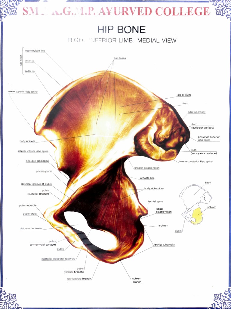 Hip Bone, Medial View | PDF | Skeletal System | Human Anatomy