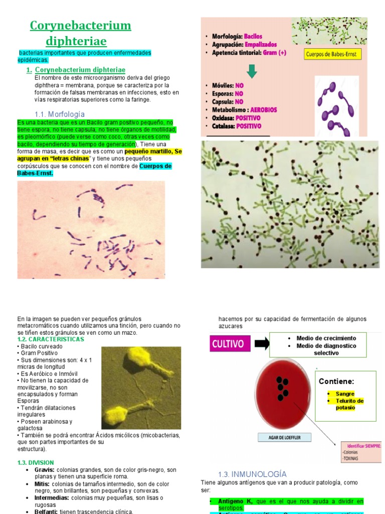 Corynebacterium Diphteriae | PDF | Las bacterias | Medicina CLINICA