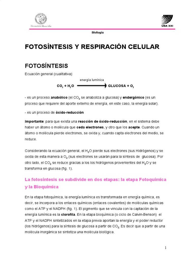 Fotosíntesis y Respiración Celular | PDF | Trifosfato de adenosina ...