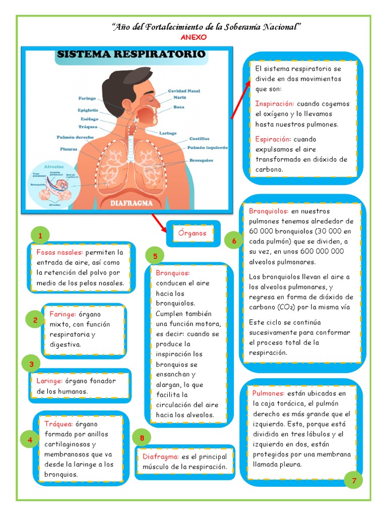 Fichas Del Sistema Respiratorio | PDF | Pulmón | Tuberculosis