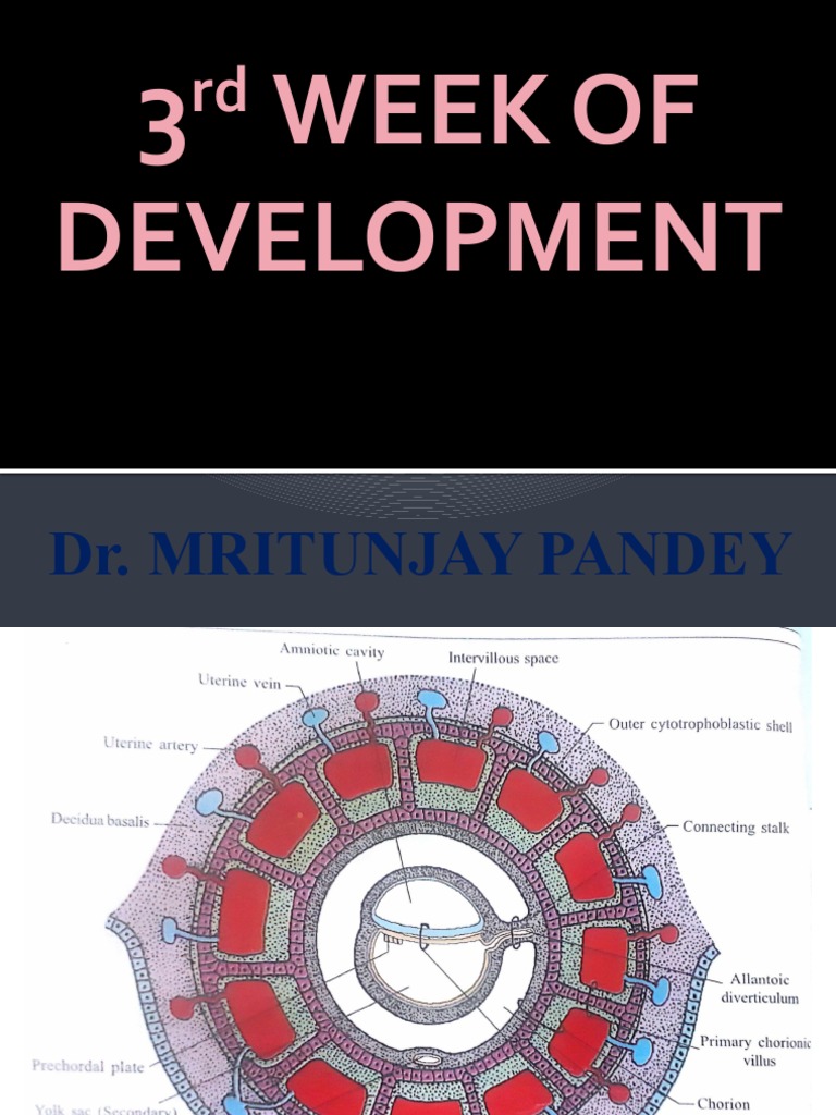 Embryo Development: Week 3 Insights | PDF | Developmental Biology | Anatomy