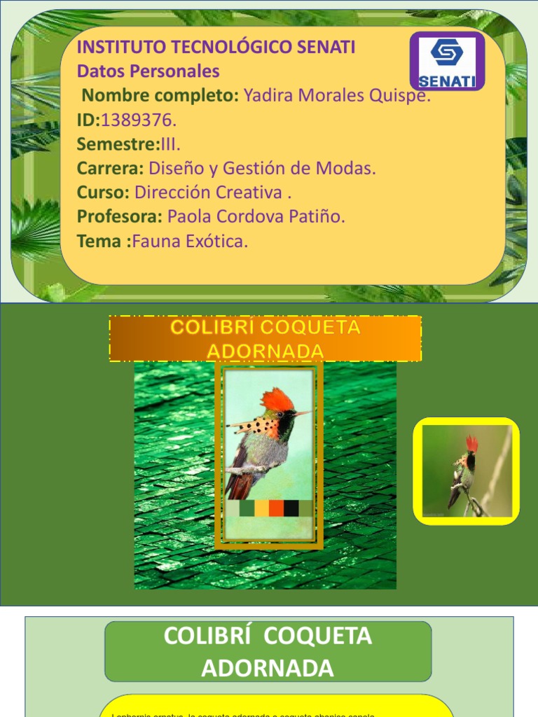 [TITULO]: Fauna exótica: La coqueta adornada (Lophornis ornatus) | PDF