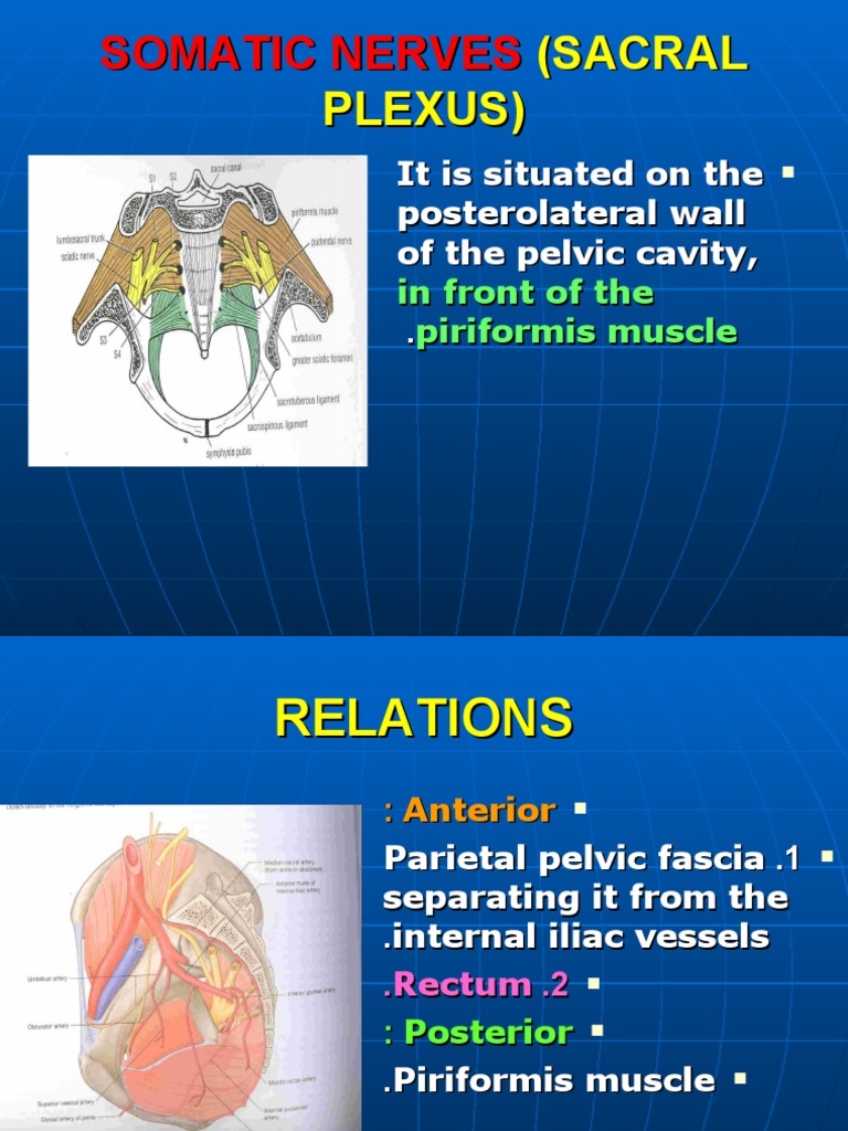 34-Nerves & Vessels of Pelvis | PDF | Pelvis | Musculoskeletal System