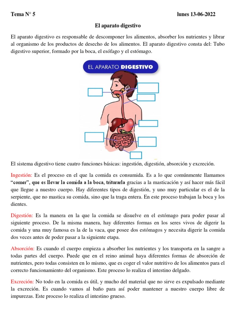 El Aparato Digestivo CIENCIAS NATURALES | PDF