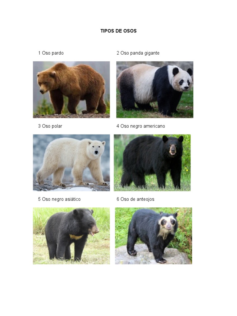 Tipos de Osos | PDF | Osos | Serpiente