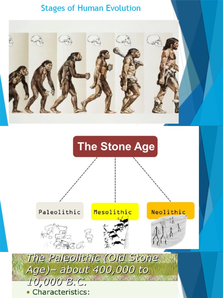 Stages of Human Evolution | PDF